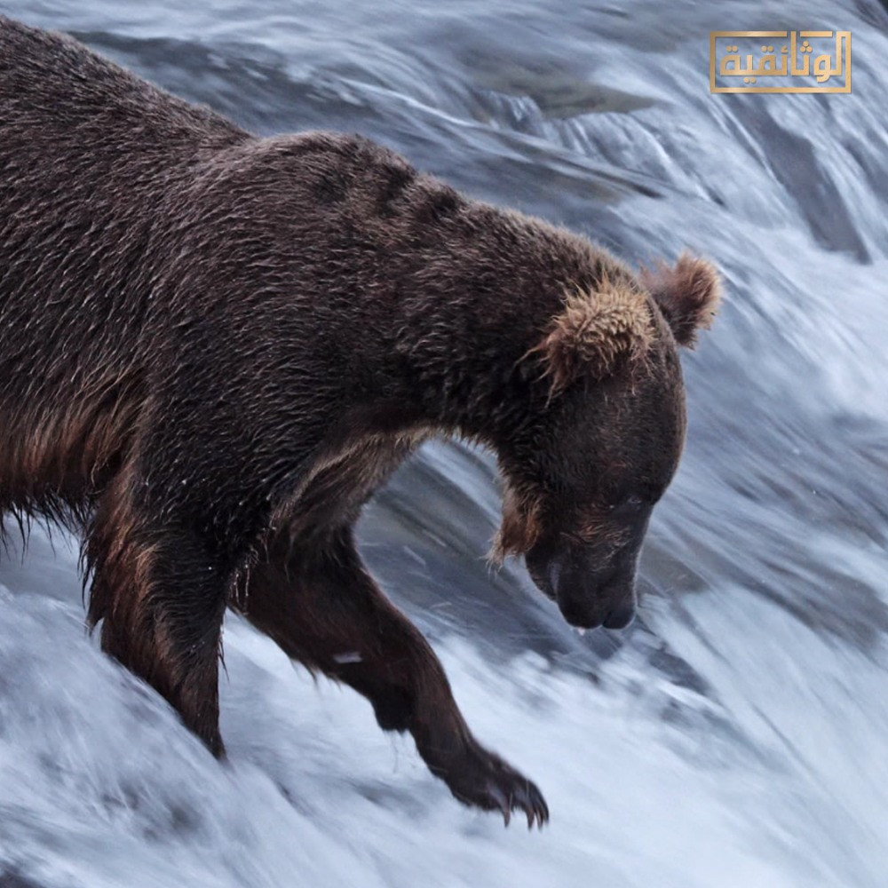 تأكل 40 كيلو سمك سالمون يوميا.. الوثائقية تعرض معلومات عن الدب البني (صور) | مبتدا